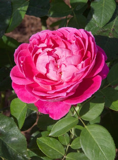 Are these bubblegum pink Paul Neyron roses?