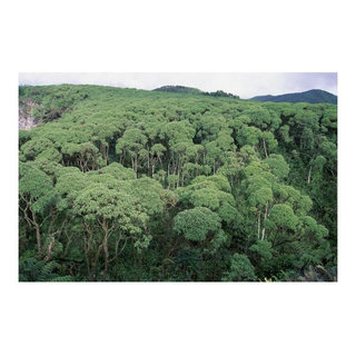 Scalesia Forest During Wet Season, Galapagos Islands, Ecuador-Paper Art ...