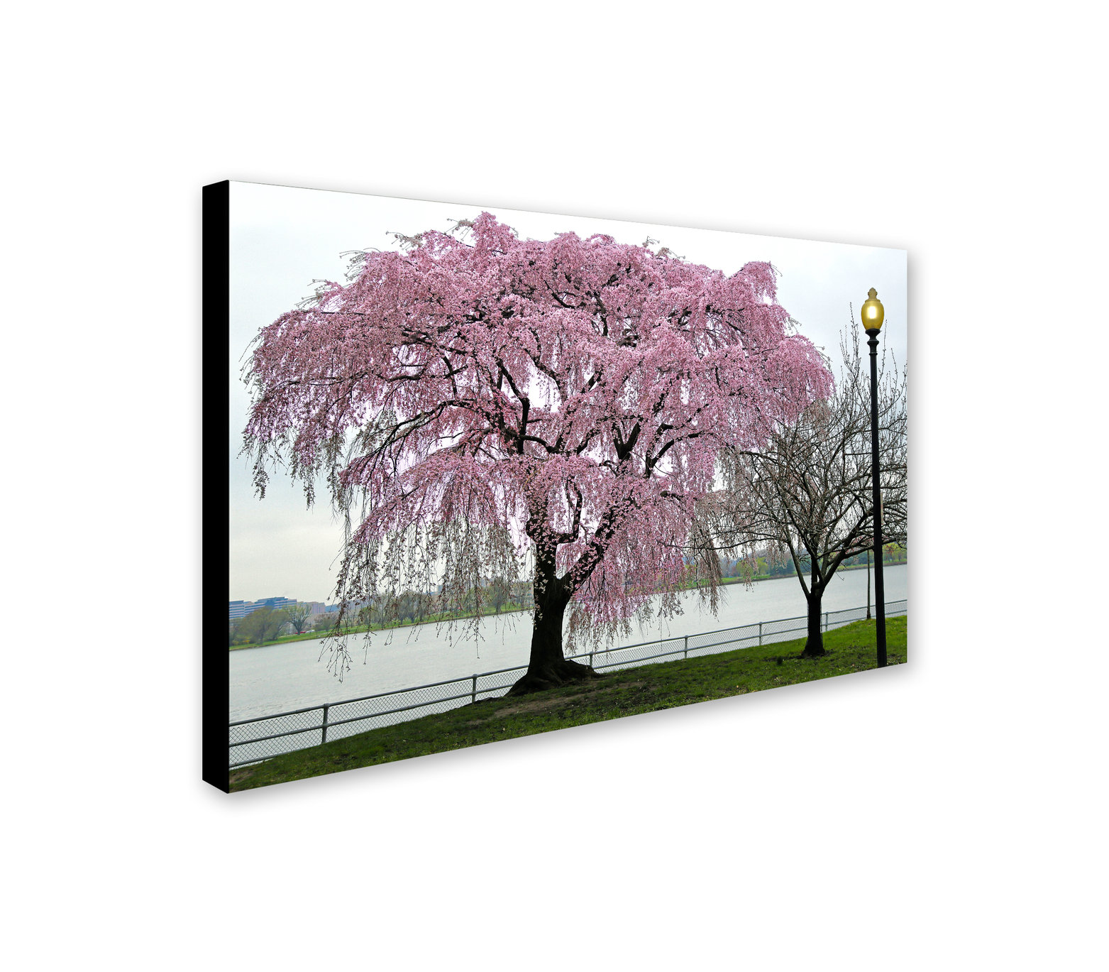 CATeyes 'Cherry Tree' Canvas Art, 30x47 - Traditional - Prints And ...