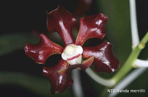 Vanda merrillii