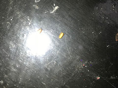 Empty bug shells found in garage???!!