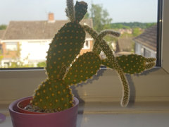 help!! my cactus is falling over
