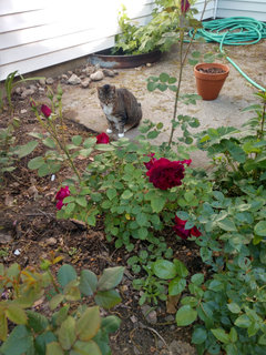 Thoughts on Falstaff rose? Vs Heathcliff rose?