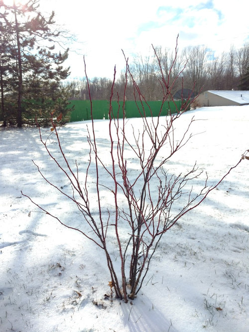 Winter Appeal in Canes With Colour!