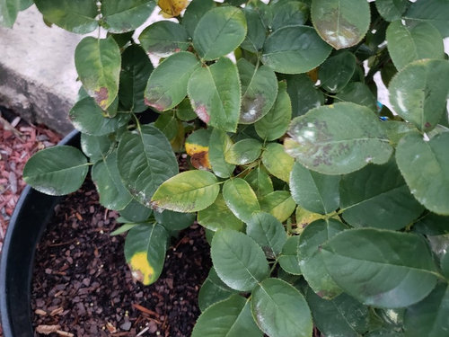 Help needed in identifying rose diseases