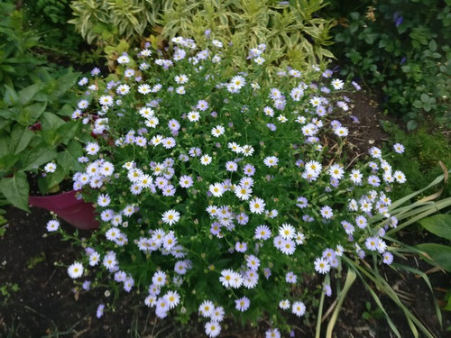 Japanese Aster (Kalimeris Incisa "Blue Star")