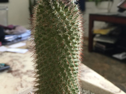 Cactus deflating after planting in 100% Pumice