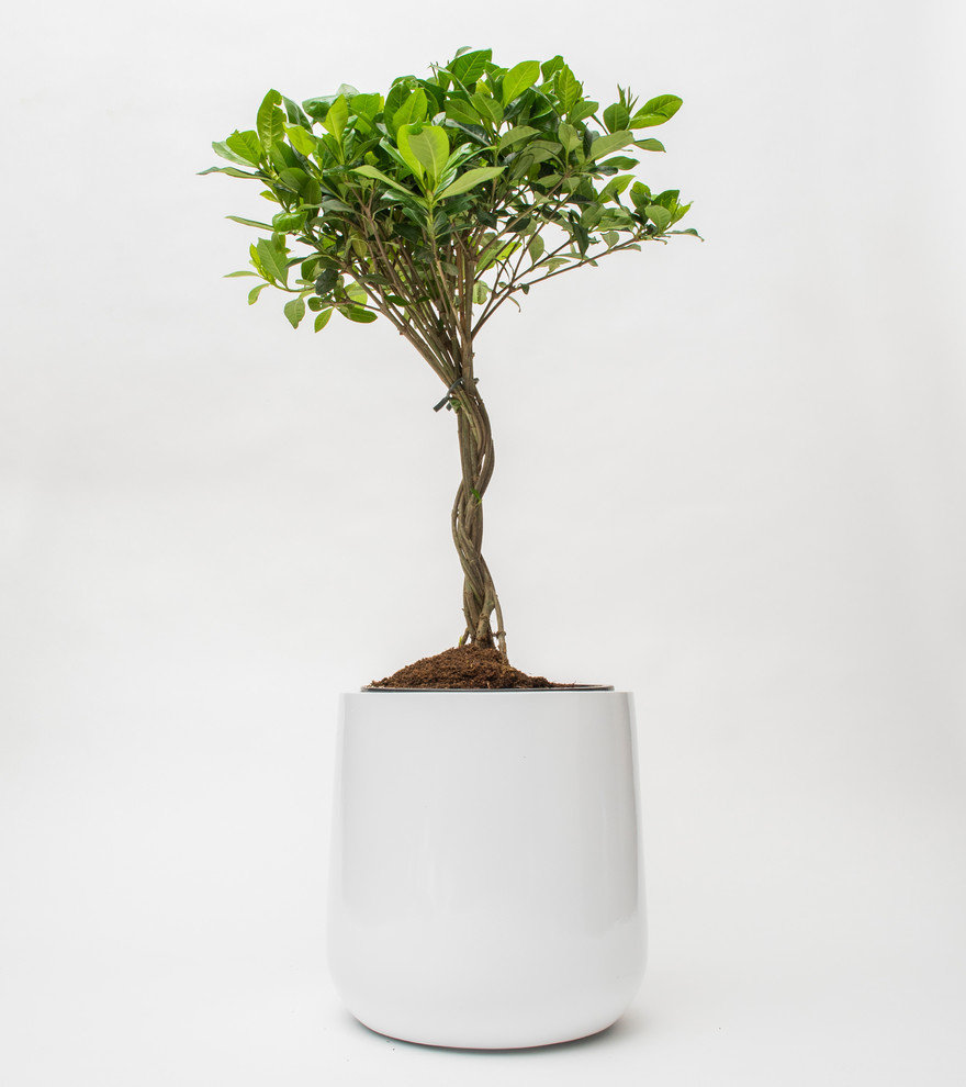 Ainslie Planter - Contemporary - Outdoor Pots And Planters - by NMN ...