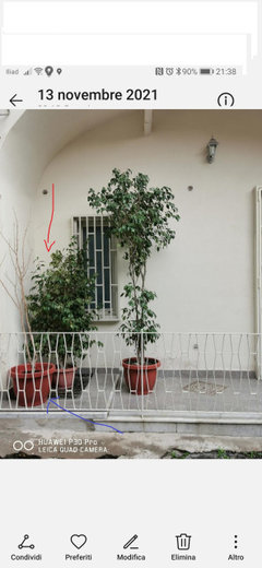 Practical tips for pruning ficus trees