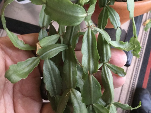 Help with my droopy Easter cactus.