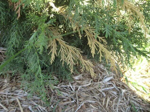 Juniper trees with browning at the center | Houzz Forum