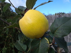 Crimea quince fruit review | Houzz Forum