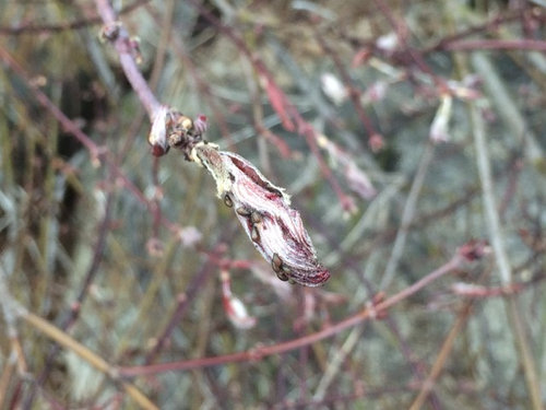 What are these bugs on my Japanese Maple?