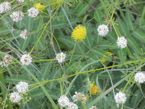 white button flowers