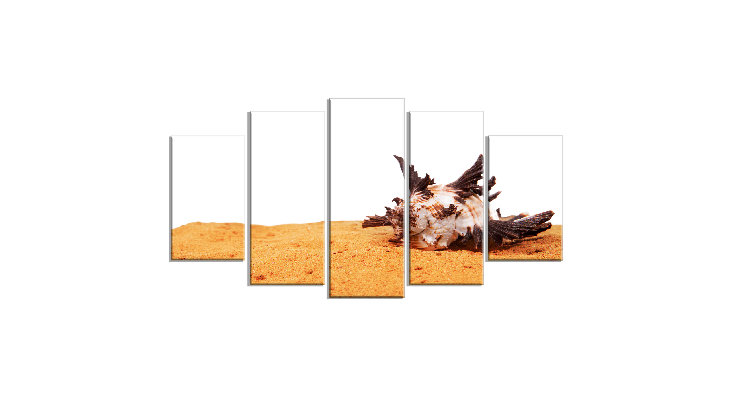 "Large Sea Shells on Sand" Glossy Metal Wall Art, 60"x32" - Beach Style ...