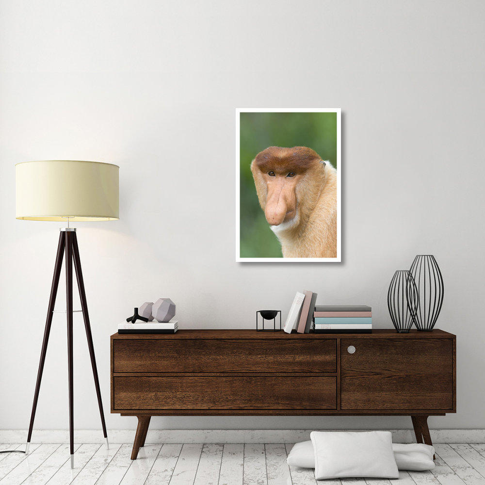 "Proboscis Monkey male, Sabah, Malaysia" Paper Print by Suzi Eszterhas ...