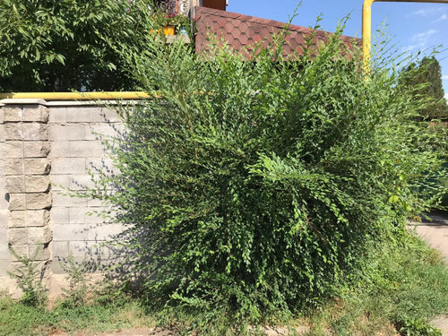 Could you please identify this Central Asian tree? It might grow in