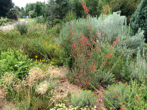 Plant Rubber Rabbitbrush for Its Brilliant Blaze of Gold in Fall