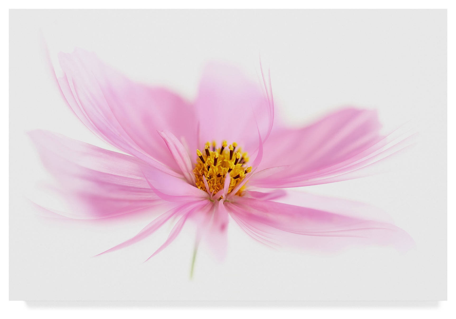 "Dancing Flower Pink Cosmos" by Cora Niele, Canvas Art, 22"x32 ...