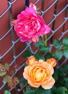 True bloom Roses