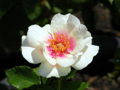 Bulls Eye Shrub Rose