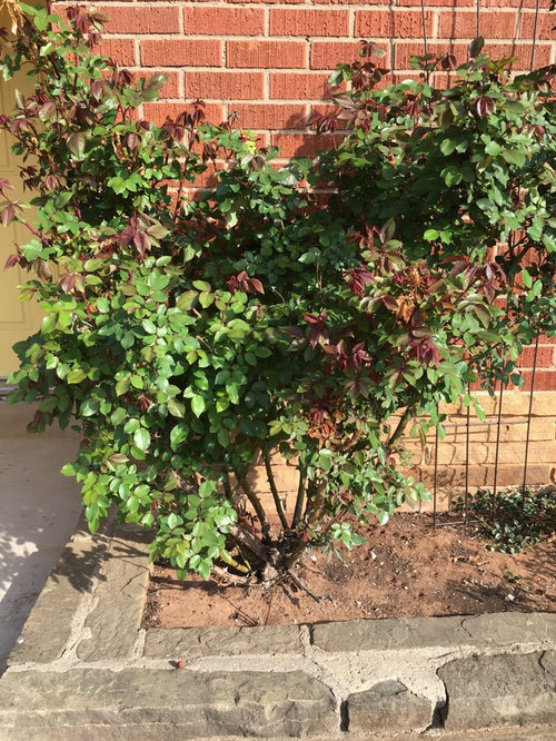 Help identifying rose bush