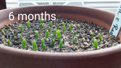 Christmas Cactus Seed Pods