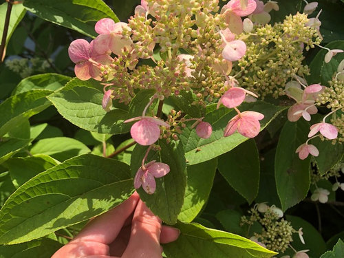 Encouraging Buds to Open on Fire+Ice Panicle Hydrangea