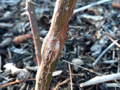 Cane swellings on Earthsong