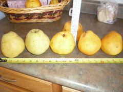 What is the largest pear you know of?