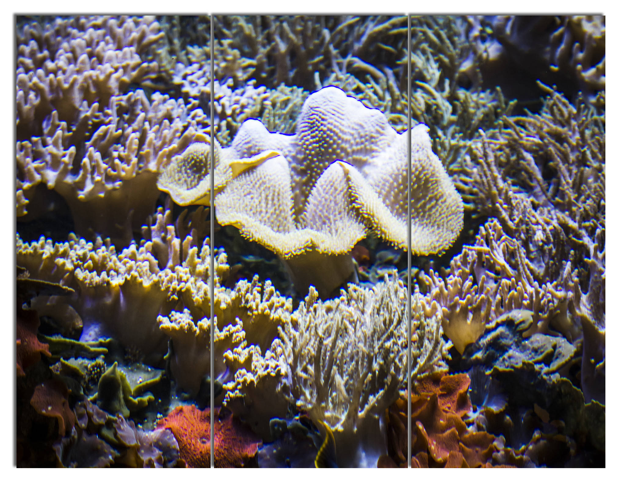 Beautiful Seabed With Fish, Large Landscape Triptych Canvas Art, 36x28 ...