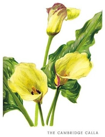 The Cambridge Calla, 12" x 18" - Traditional - Prints And Posters - by ...