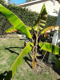 Pisang Ceylon