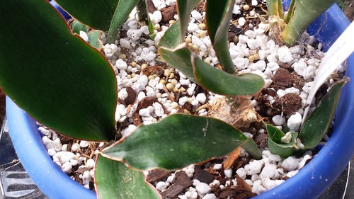 Lillian True and Fernwood flower buds