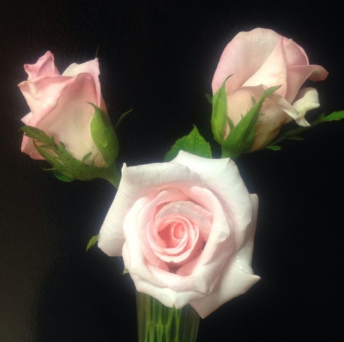 Time to share your Pink Roses | Houzz Forum