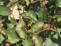 Mineral Deficiency Symptoms in Roses