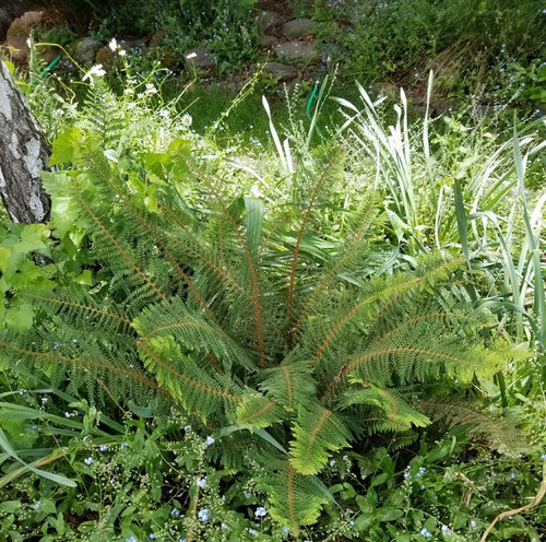 Alaskan Shield Fern...second season in new location
