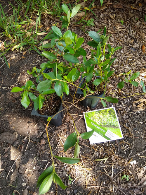 Dwarf chokeberries (Aronia) in Texas???