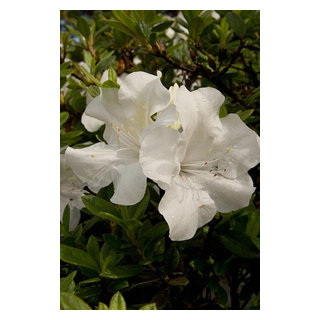 Encore Azalea Autumn Ivory™ - Miami - by Encore Azalea | Houzz