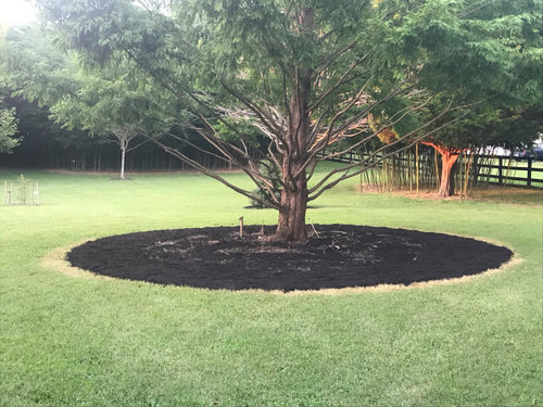Tree Roots and Mulch Ring