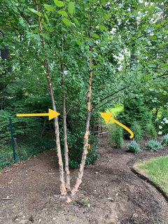 How to prune a young heritage birch to get it to look like this one?