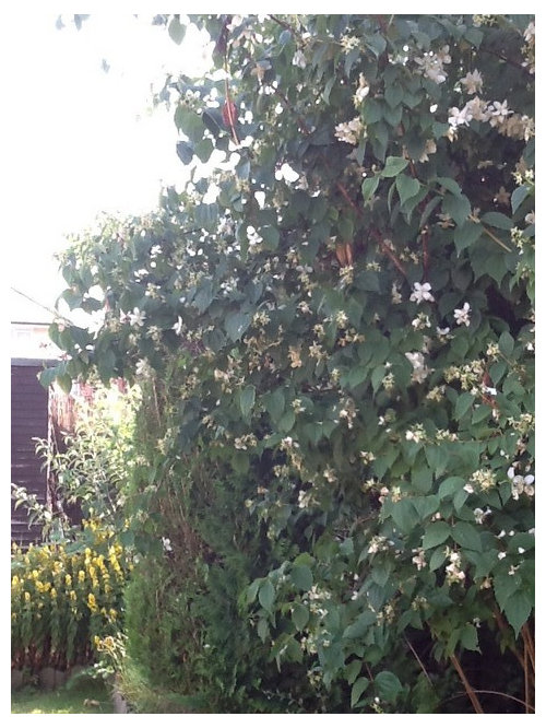 Help to identify bush