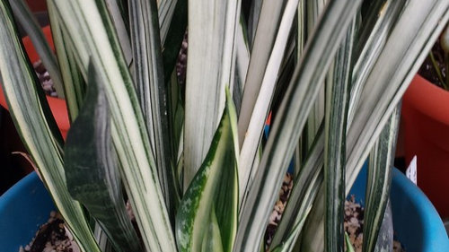 Lillian True and Fernwood flower buds