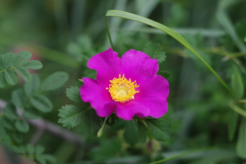 Odd roses and their garden friends.
