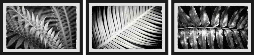 "Leaf Types" Triptych, 90"x20" - Tropical - Prints And Posters - by ...