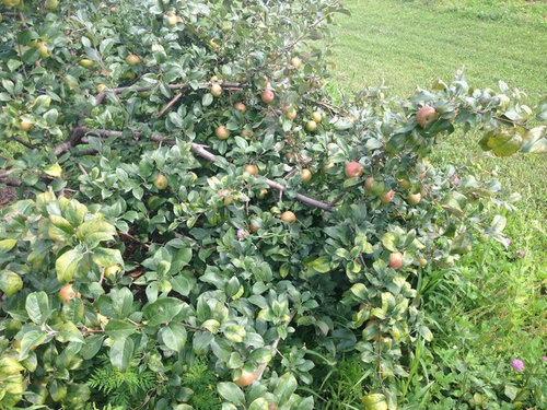 Staking a leaning apple tree