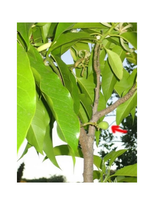 Champaca Seeds...are these the real thing!!! PICS!