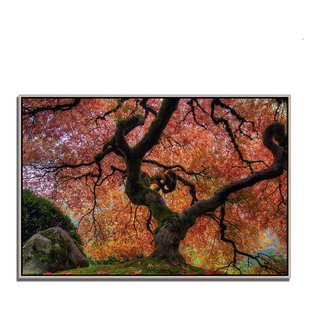 "Japanese Maple in Autumn", Giclee Print on Gallery Wrap Canvas, 32"x47 ...