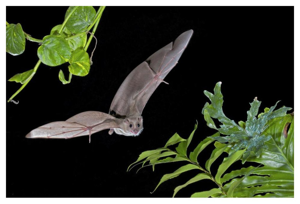 "Egyptian Fruit Bat flying, Michigan" Paper Print by Steve Gettle, 20 ...