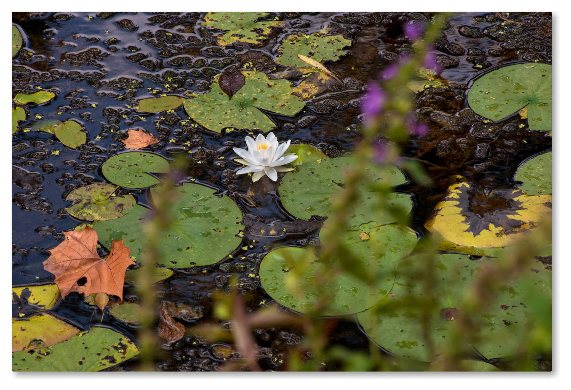 Kurt Shaffer 'September Lotus' Canvas Art, 24"x16" - Asian - Prints And ...